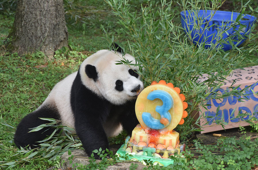 Les Pandas quittent les Etats-Unis et retournent en Chine – Un Jour en ...